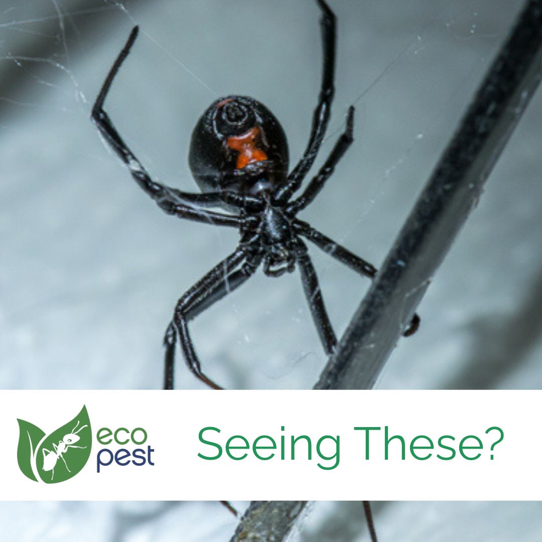 Seeing More Spiders in Fall? Here's Why It Happens