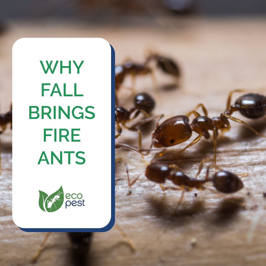 Fall Fire Ant Infestation: What Richmond Homeowners Need to Know