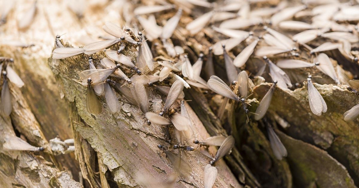 Termite Treatment: Vital Protection for Your Home » Eco Pest Control