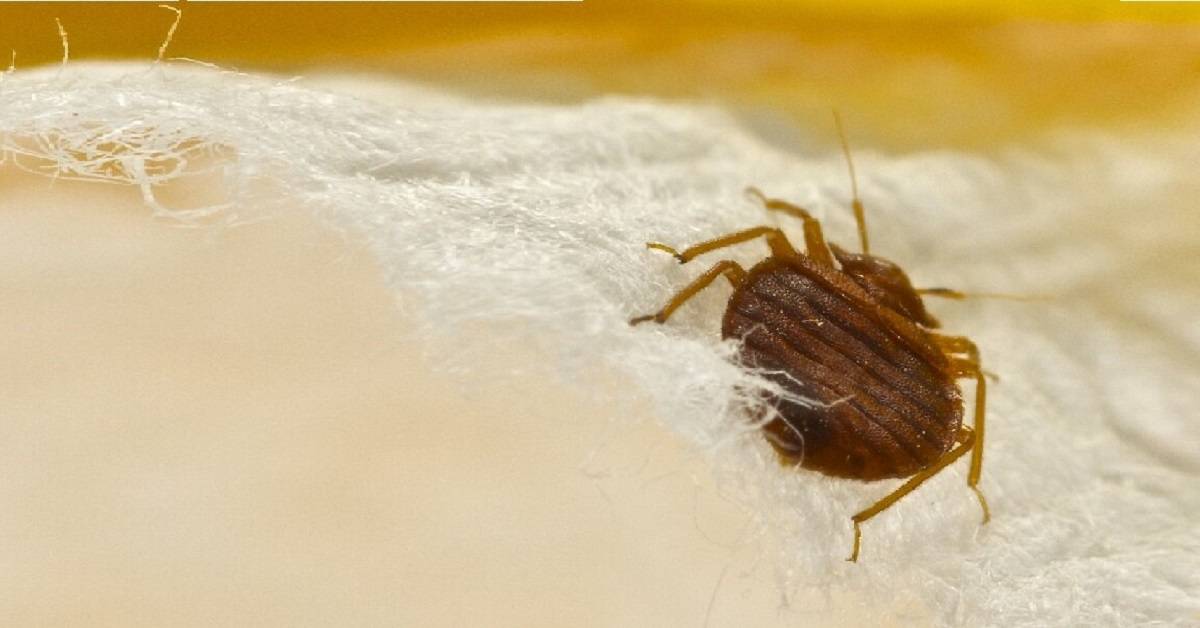 Bed Bug Treatment and Extermination » Eco Pest Control