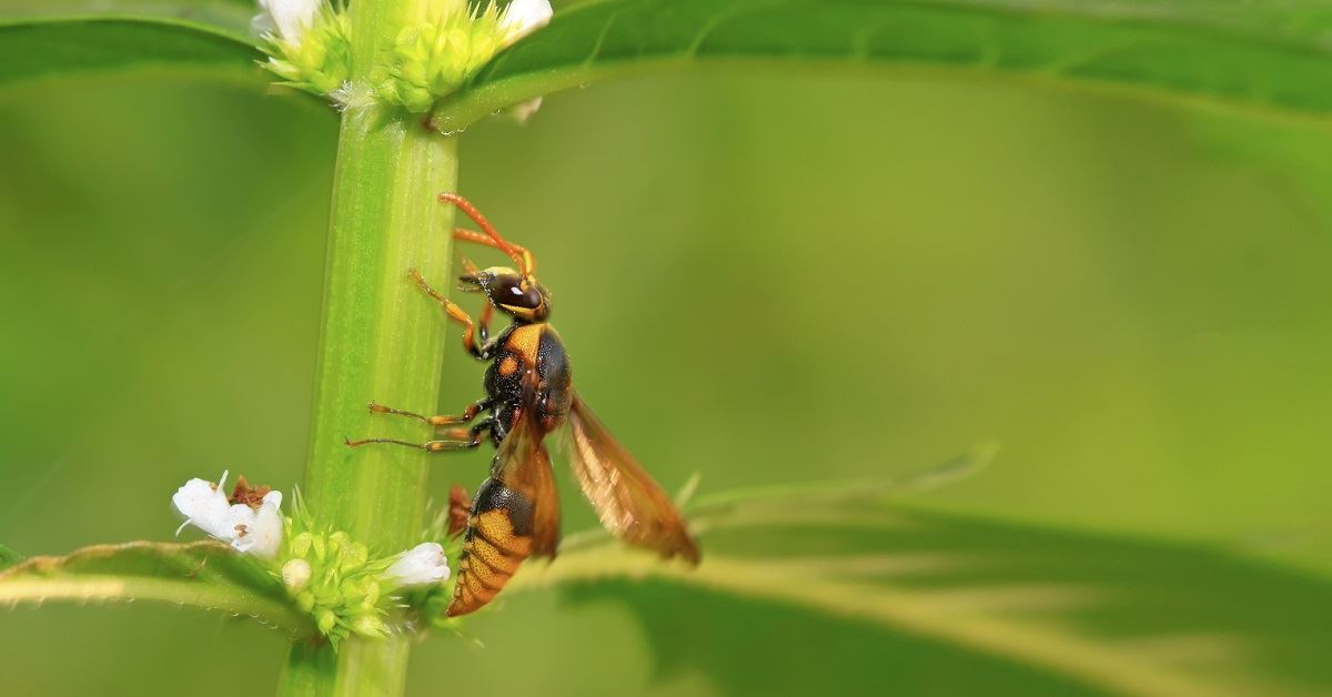 Buzzing Buzzkills: The Differences Between Wasps, Hornets, and Yellow ...