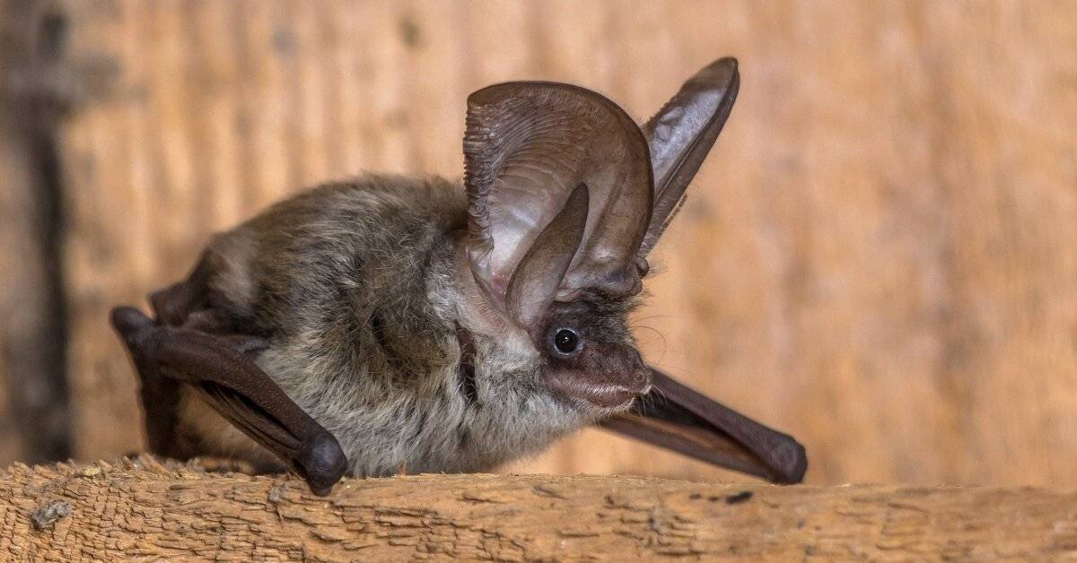As Bats Emerge from Hibernation, Here are Some Things to Know » Eco Pest Control