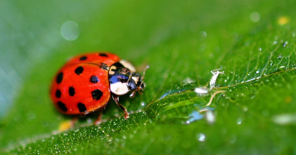 4 Bugs to Watch Out for This Fall » Eco Pest Control » Richmond, VA