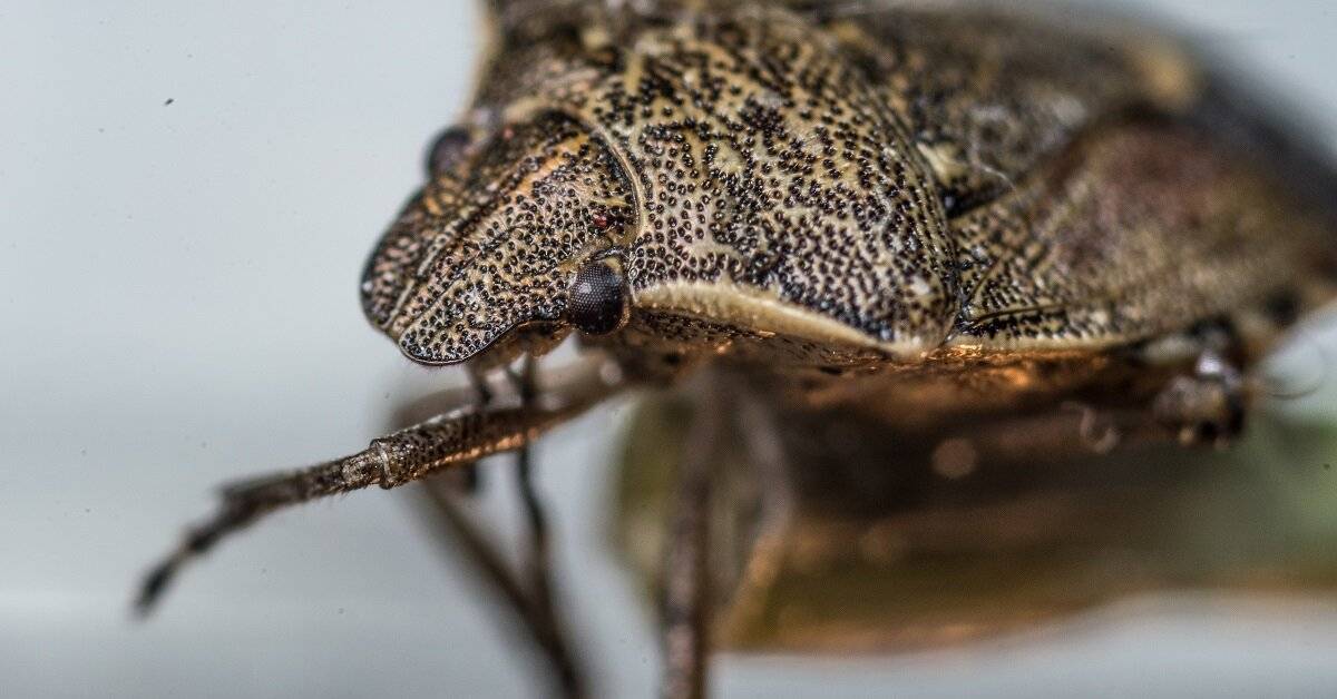 4 Insects That Might Invade Your Home This Month » Eco Pest Control