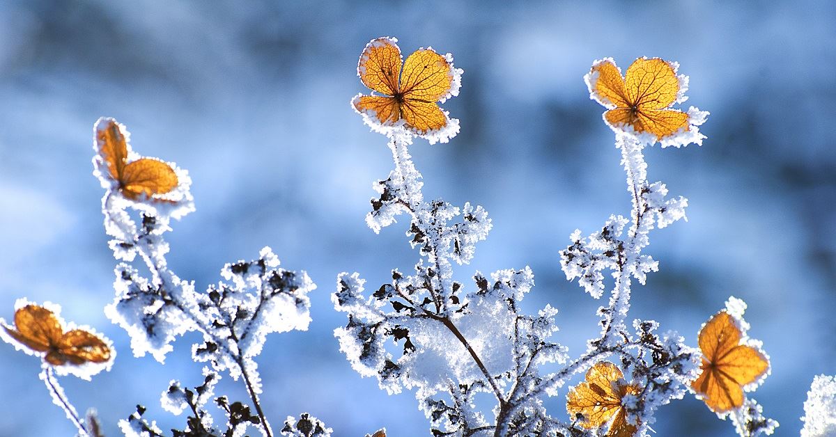 Beneficial Winter Bugs and How to Protect Them » Eco Pest Control