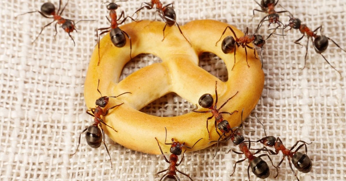 The Best DIY Ant Killers » Eco Pest Control » Richmond, VA